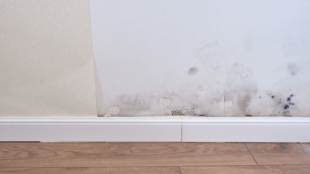 A Comprehensive Guide To Building A Mould-Resistant Home - BUILD Magazine