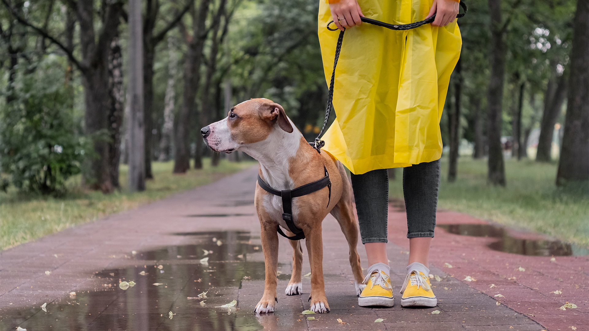 Interior Designer Explains How to Protect Your Home from Wet Dogs This ...